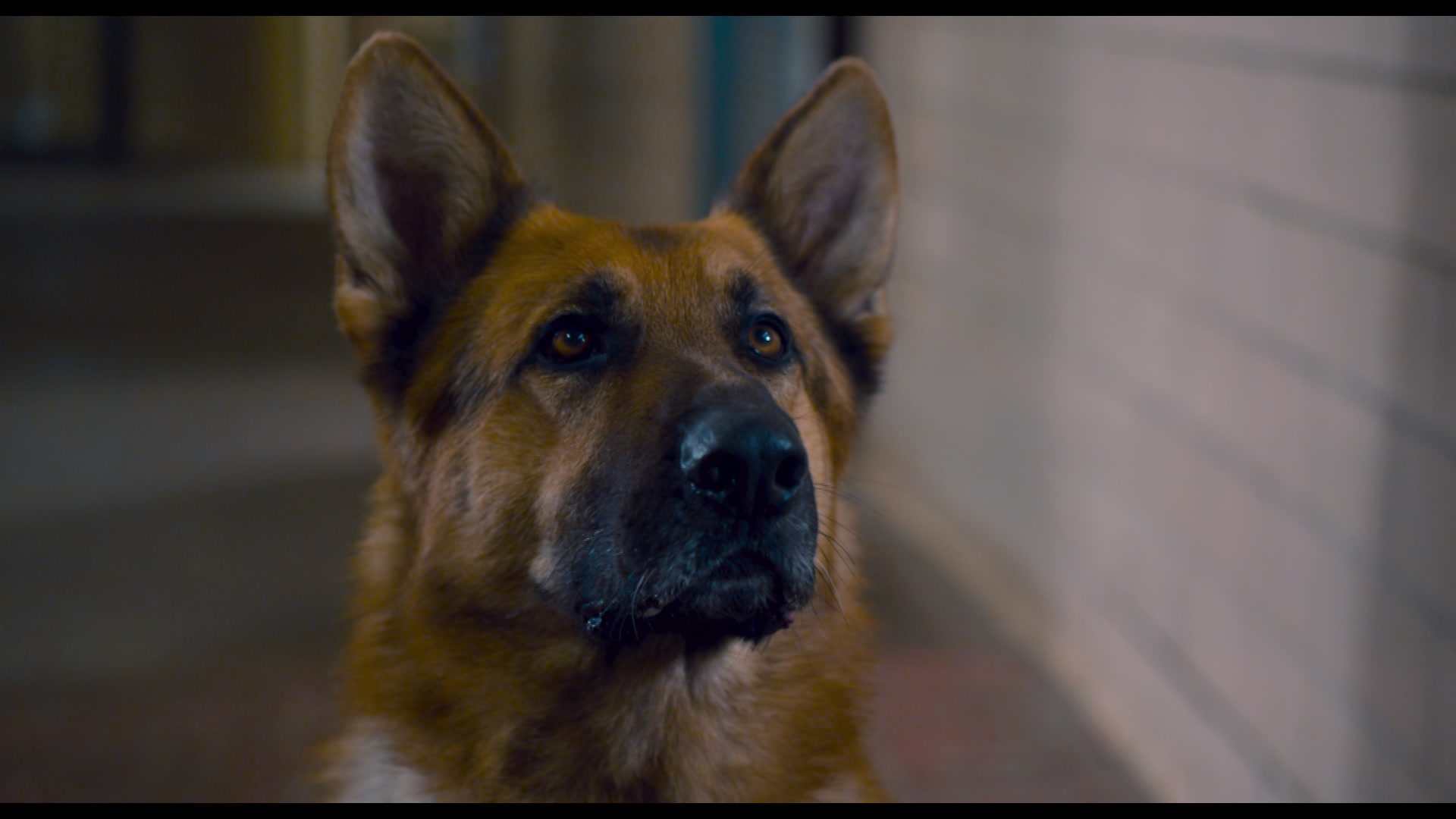 Watch Perro Genial for Free Online | Pluto TV